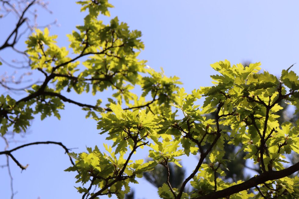 Hrasti in hrasti - Bela breza